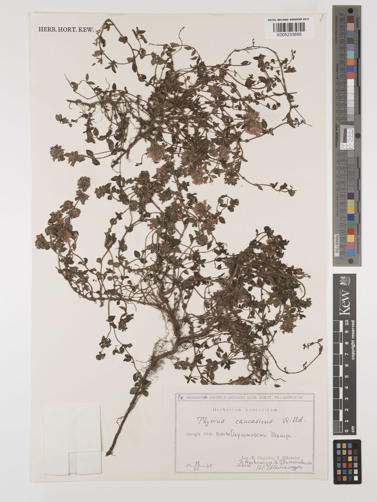 Thymus praecox subsp. caucasicus (Willd. ex Ronniger) Jalas | Plants of ...