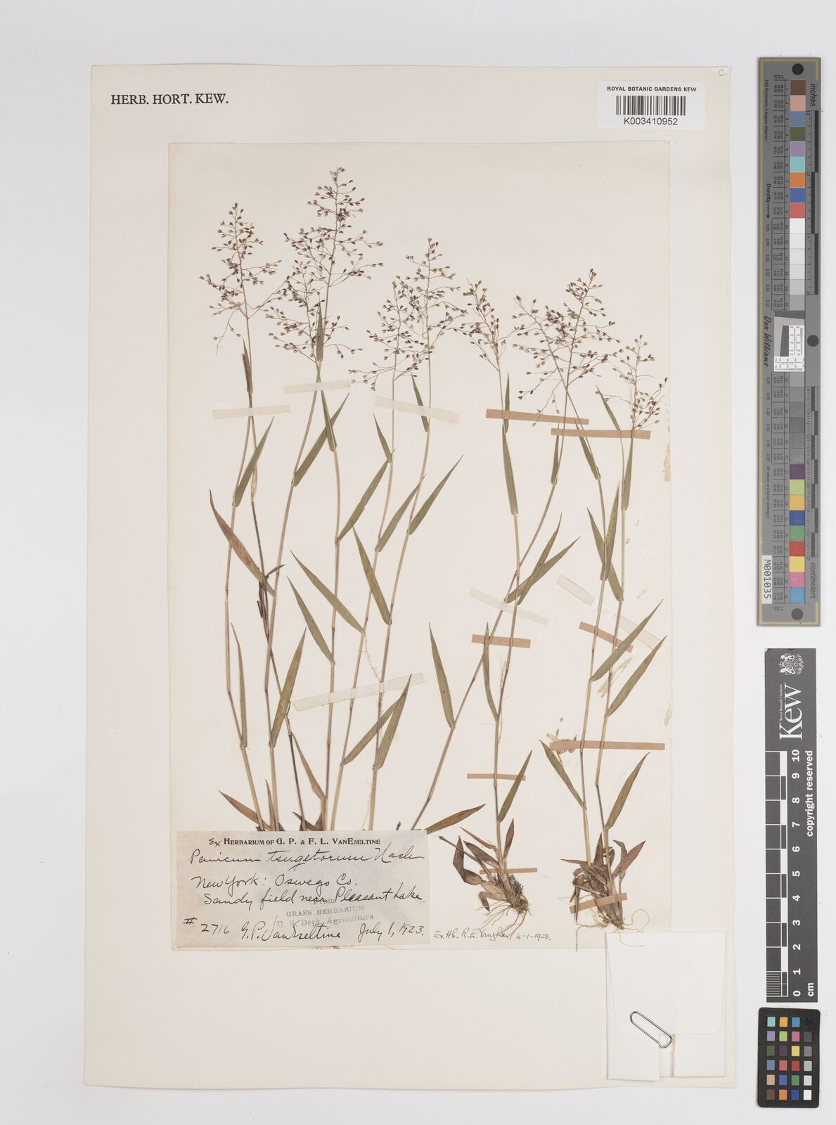 Dichanthelium columbianum (Scribn.) Freckmann | Plants of the World ...