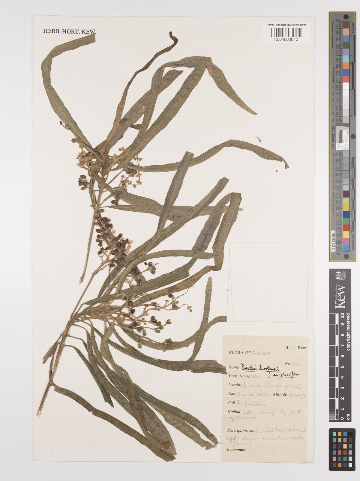 Euodia hortensis J.R.Forst. & G.Forst. | Plants of the World Online ...