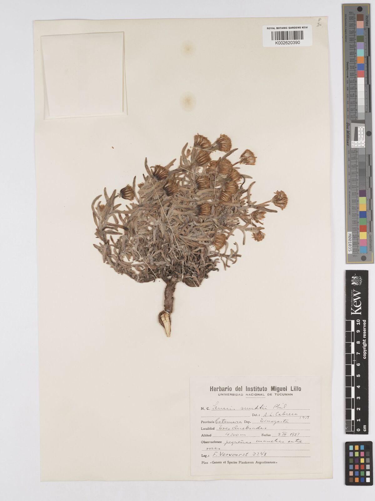 Senecio sundti Phil. | Plants of the World Online | Kew Science