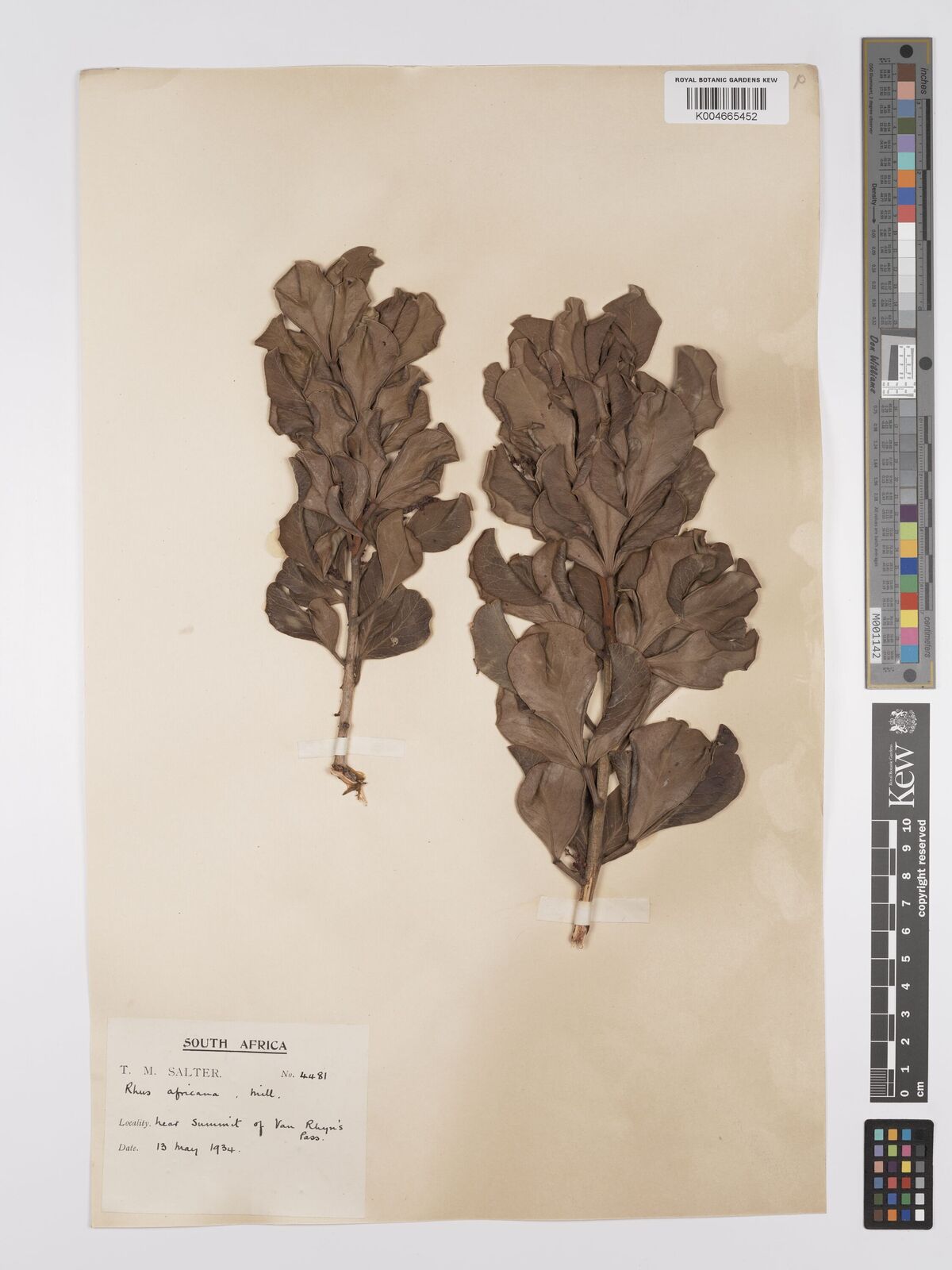 Searsia lucida f. lucida | Plants of the World Online | Kew Science