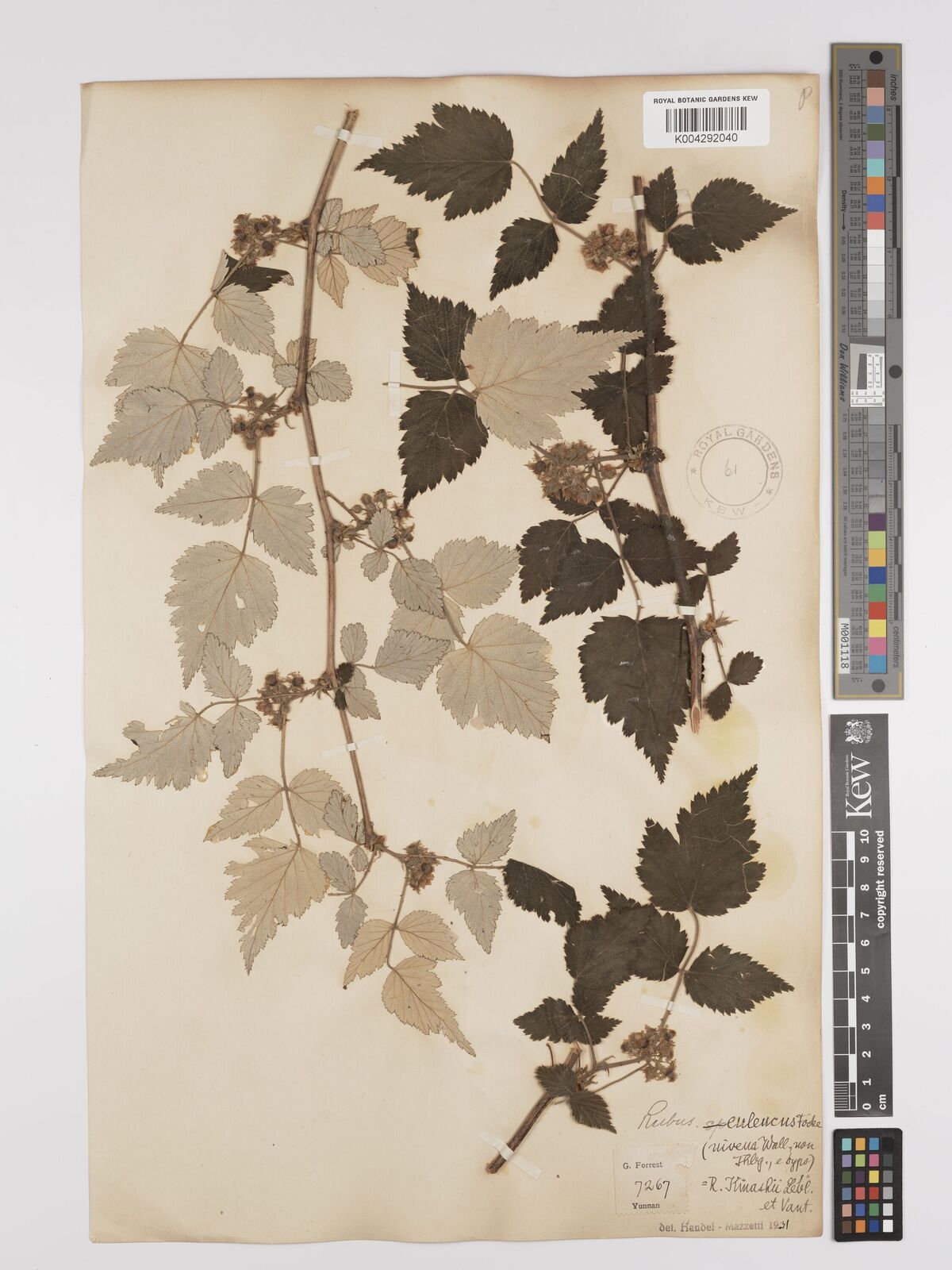 Rubus mesogaeus var. mesogaeus | Plants of the World Online | Kew Science