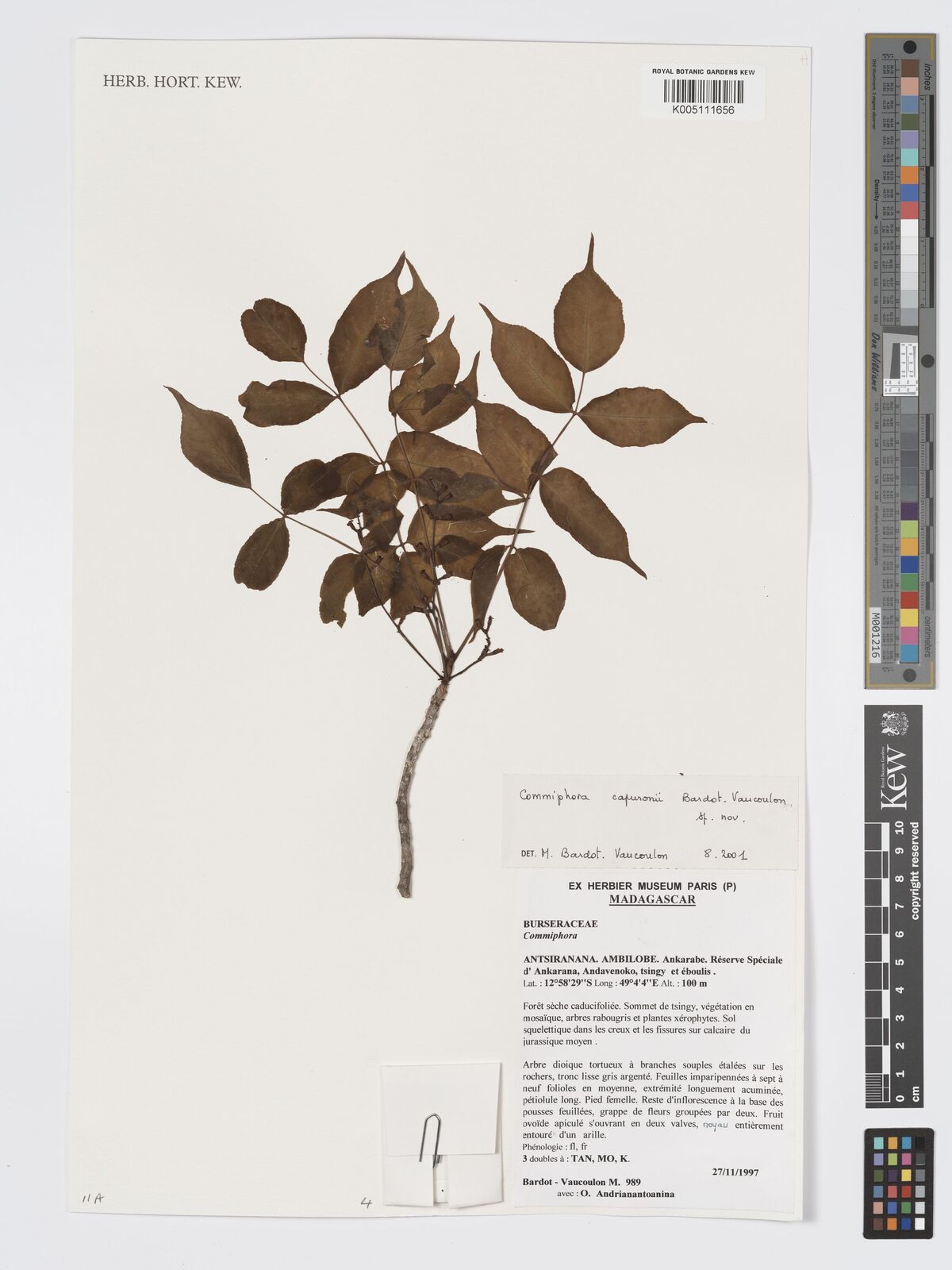 Commiphora capuronii Bard.-Vauc. | Plants of the World Online | Kew Science