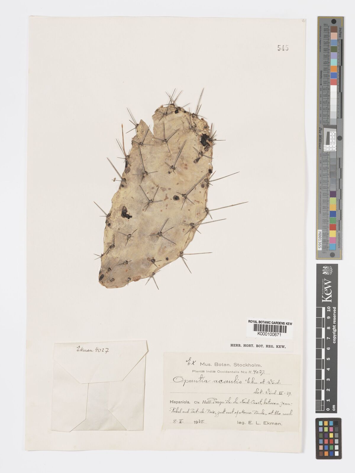 × Opulea acaulis (Ekman & Werderm.) Y.Encarn. & Majure | Plants of the ...