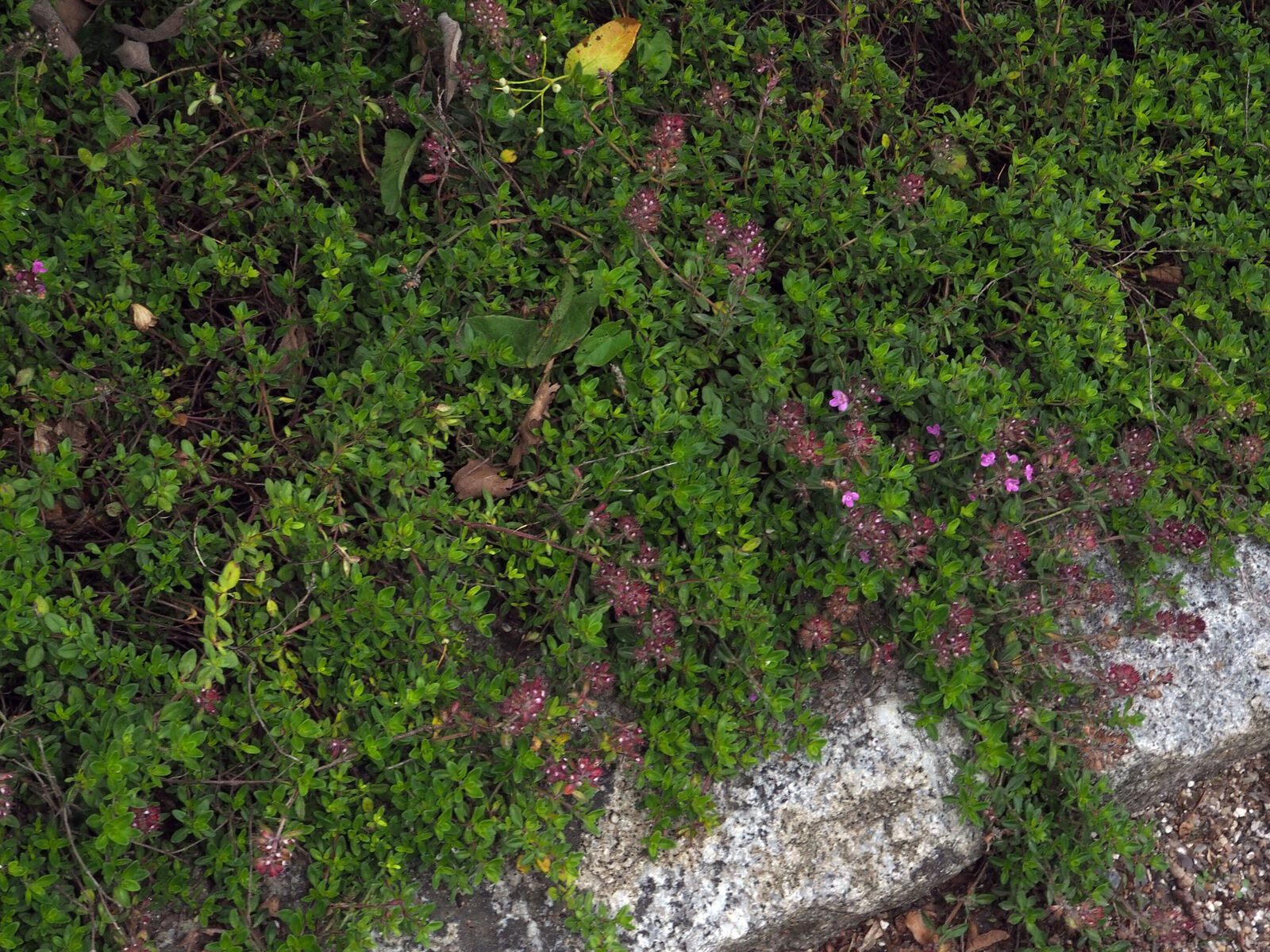 Thymus × citriodorus (Pers.) Schreb. | Plants of the World Online | Kew ...