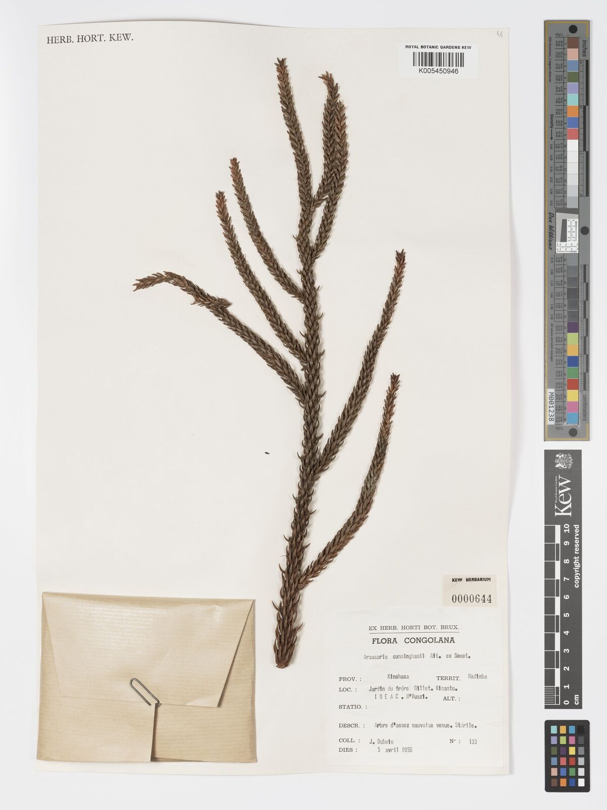 Araucaria cunninghamii Mudie | Plants of the World Online | Kew Science