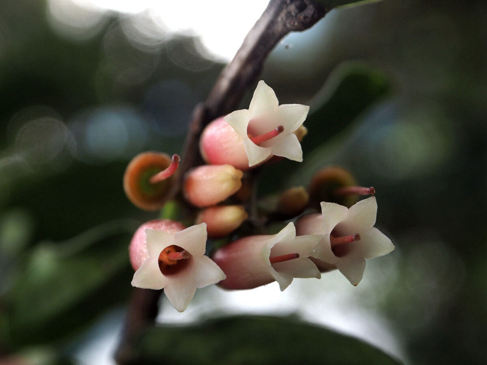 Macleania rupestris (Kunth) A.C.Sm. | Plants of the World Online | Kew ...