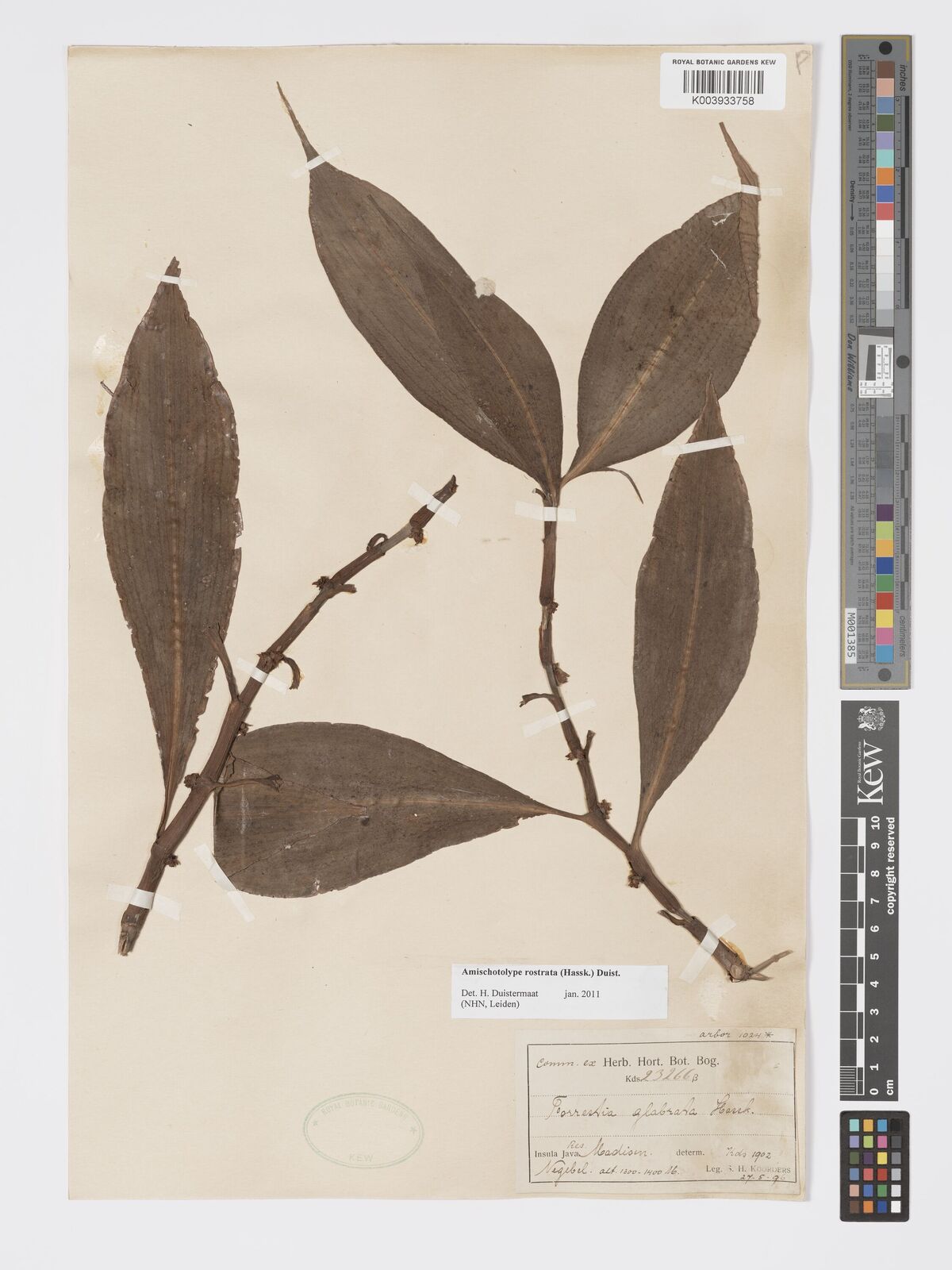 Amischotolype rostrata (Hassk.) Duist. | Plants of the World Online ...
