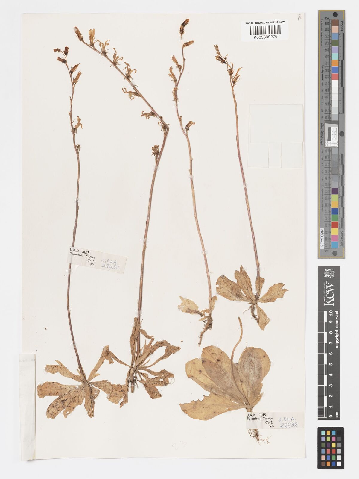 Cyphia incisa (Thunb.) Willd. | Plants of the World Online | Kew Science