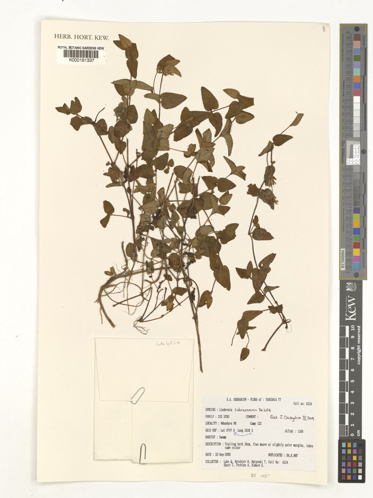 Vandellia subracemosa (De Wild.) Eb.Fisch., Schäferh. & Kai Müll ...