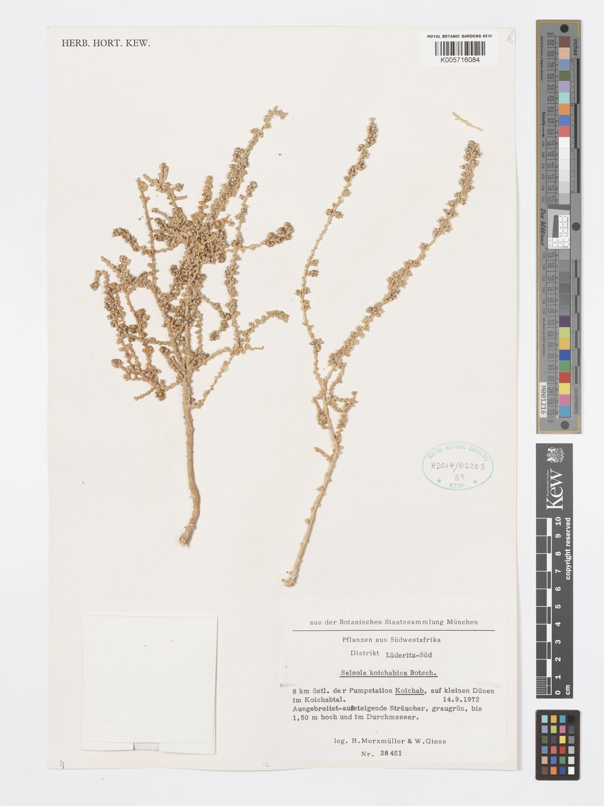 Caroxylon koichabicum (Botsch.) Mucina | Plants of the World Online ...