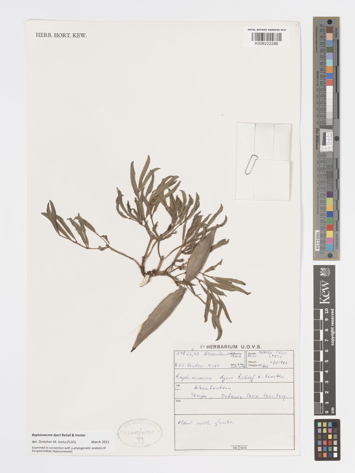 Raphionacme dyeri Retief & Venter | Plants of the World Online | Kew ...