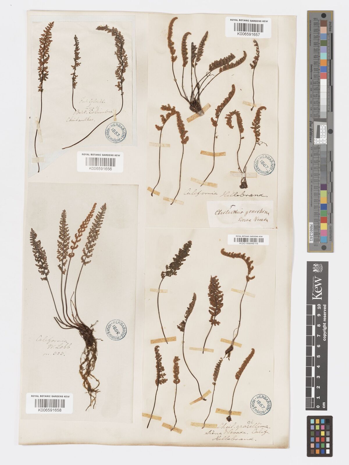 Hemionitis gracillima (D.C.Eaton) Christenh. | Plants of the World ...