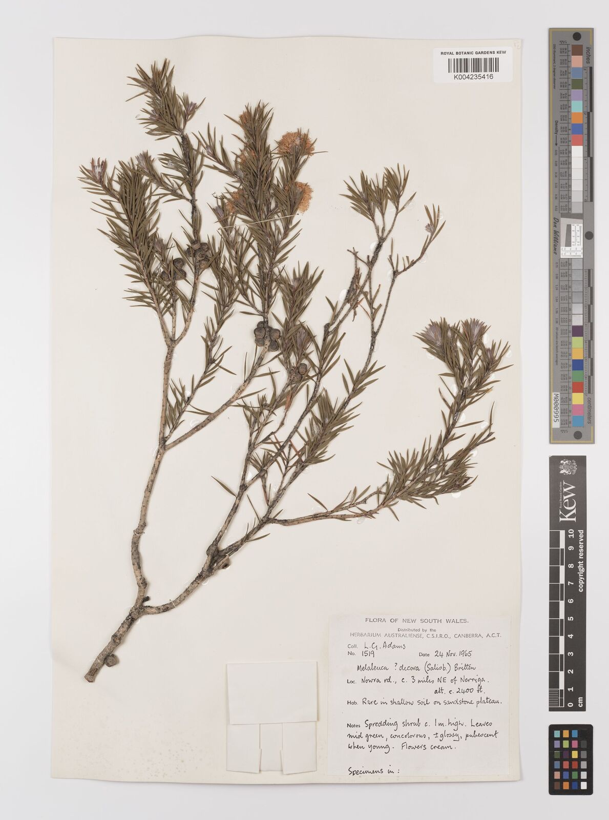 Melaleuca decora (Salisb.) Britten | Plants of the World Online | Kew ...