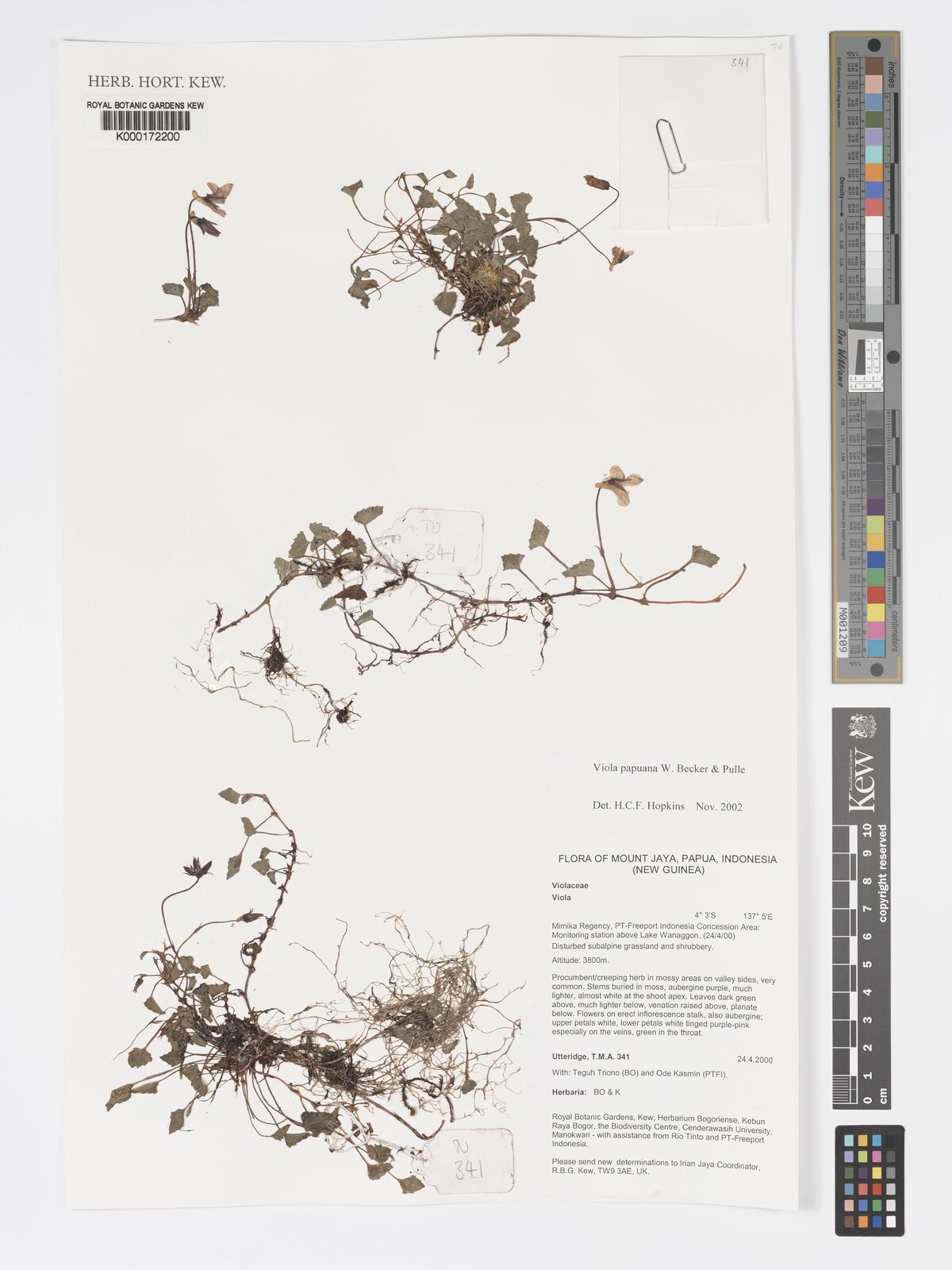Viola papuana W.Becker & Pulle | Plants of the World Online | Kew Science