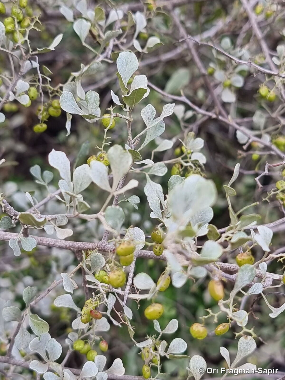 Searsia undulata (Jacq.) T.S.Yi, A.J.Mill. & J.Wen | Plants of the ...