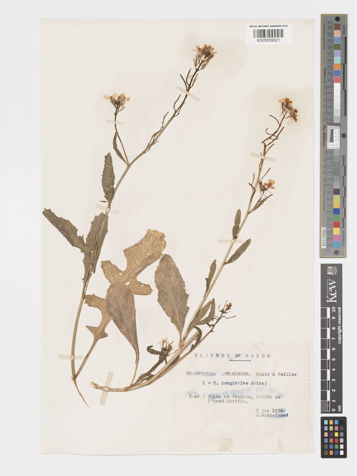 Ceratocnemum aphanoneurum (Maire & Weiller) Al-Shehbaz | Plants of the ...