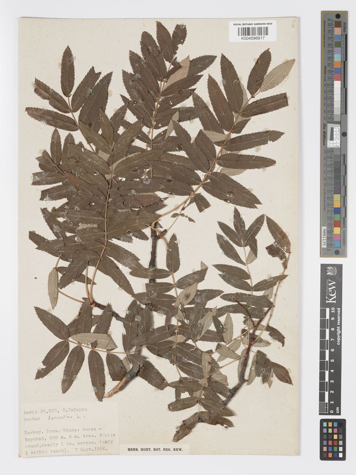 Cormus domestica (L.) Spach | Plants of the World Online | Kew Science