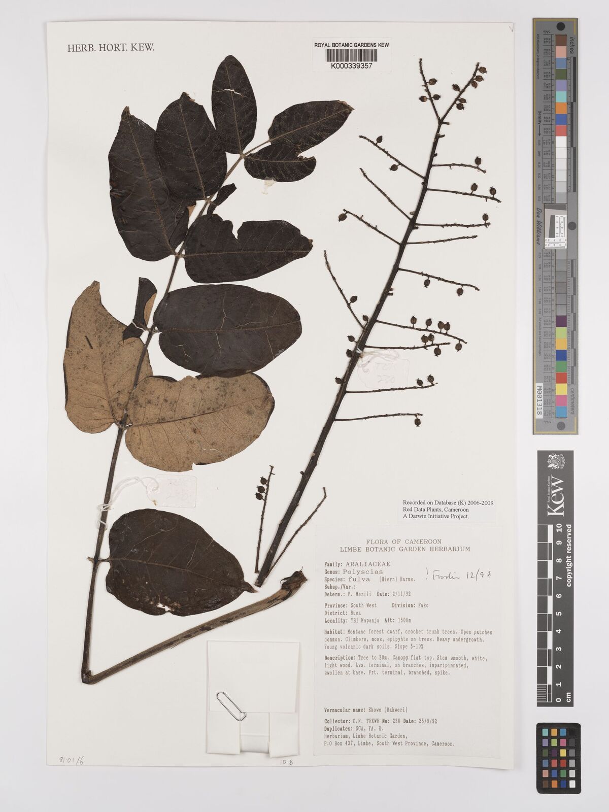 Polyscias fulva (Hiern) Harms | Plants of the World Online | Kew Science