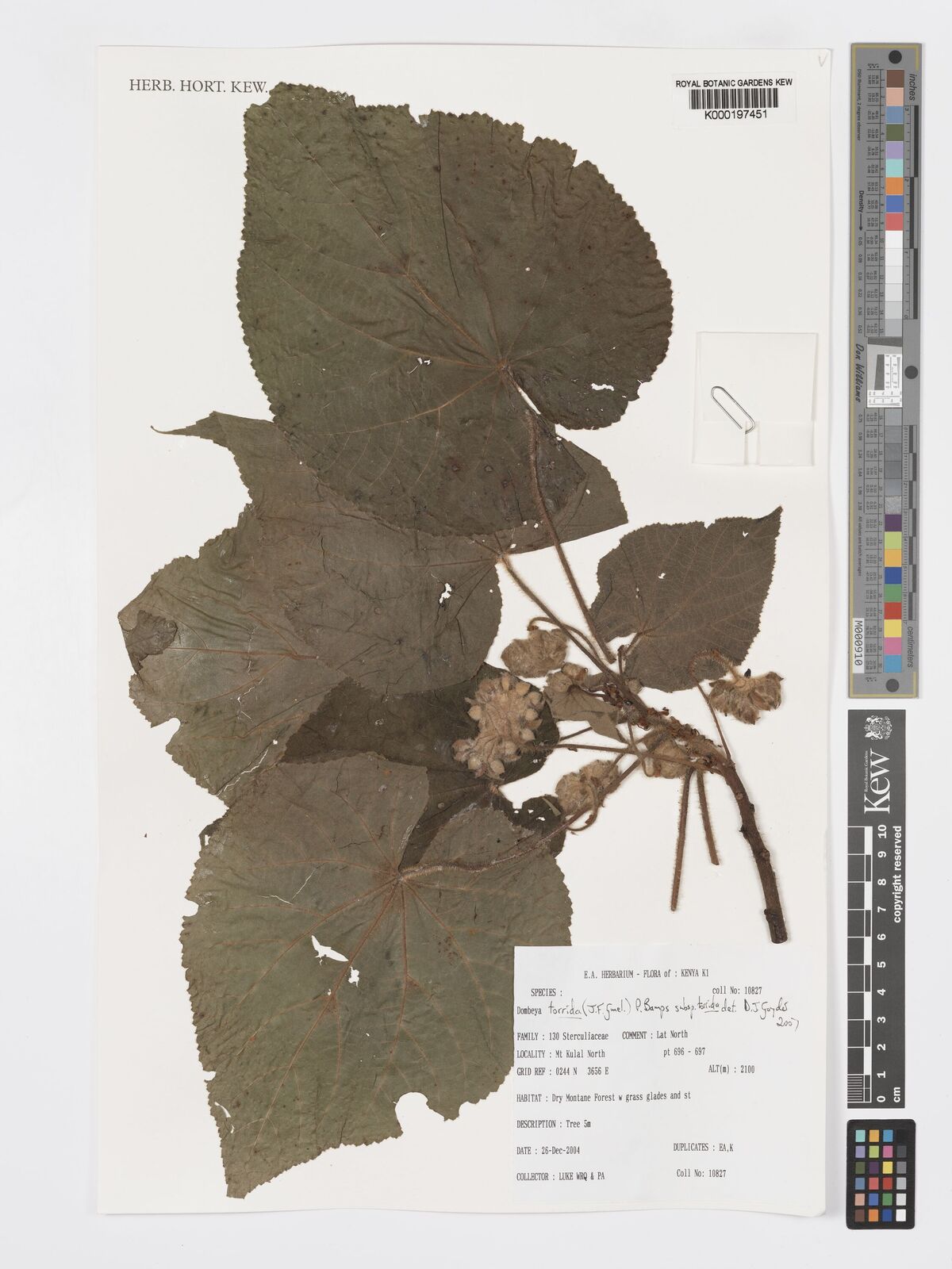 Dombeya torrida (J.F.Gmel.) Bamps | Plants of the World Online | Kew ...