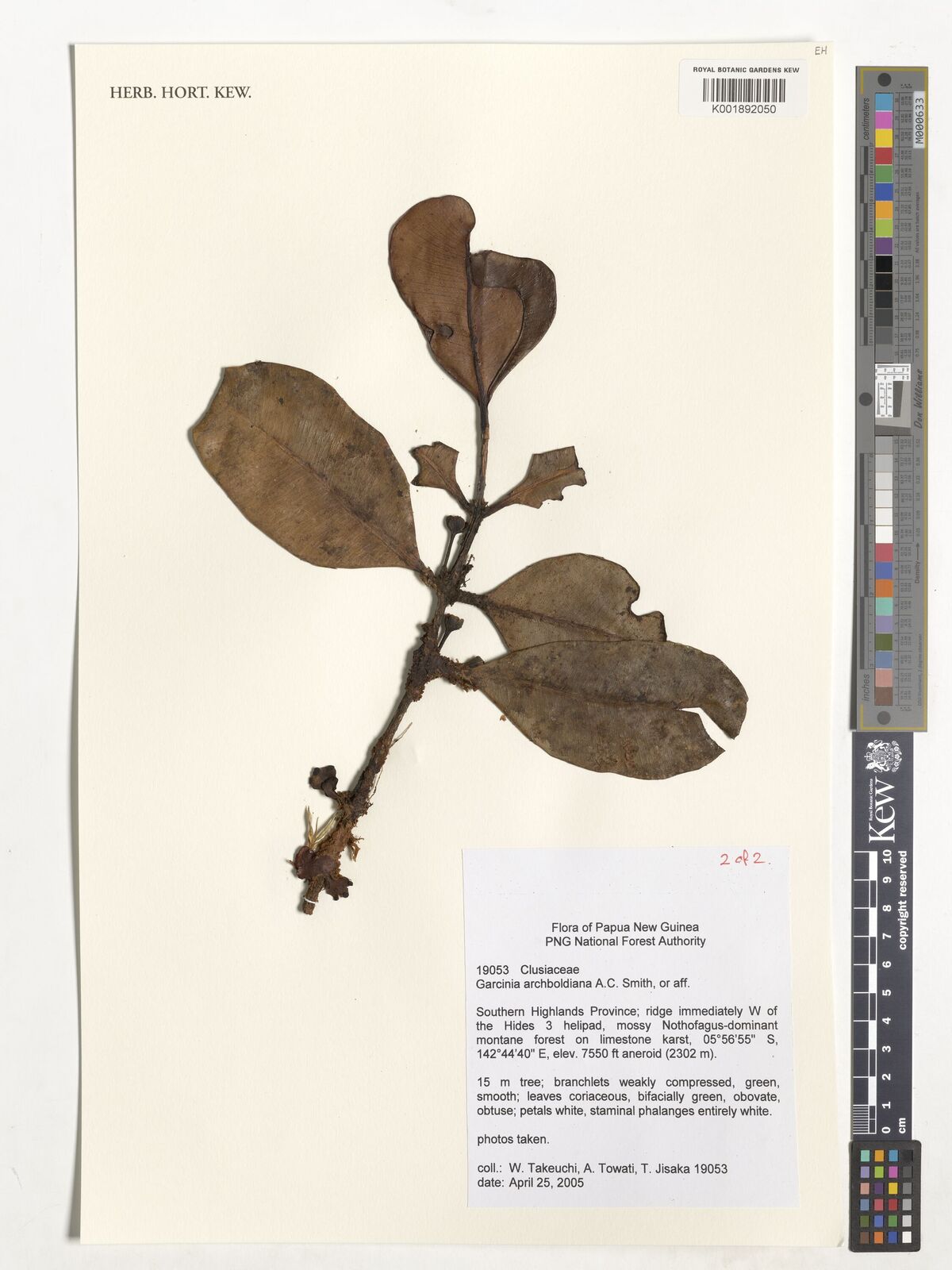 Garcinia archboldiana A.C.Sm. | Plants of the World Online | Kew Science
