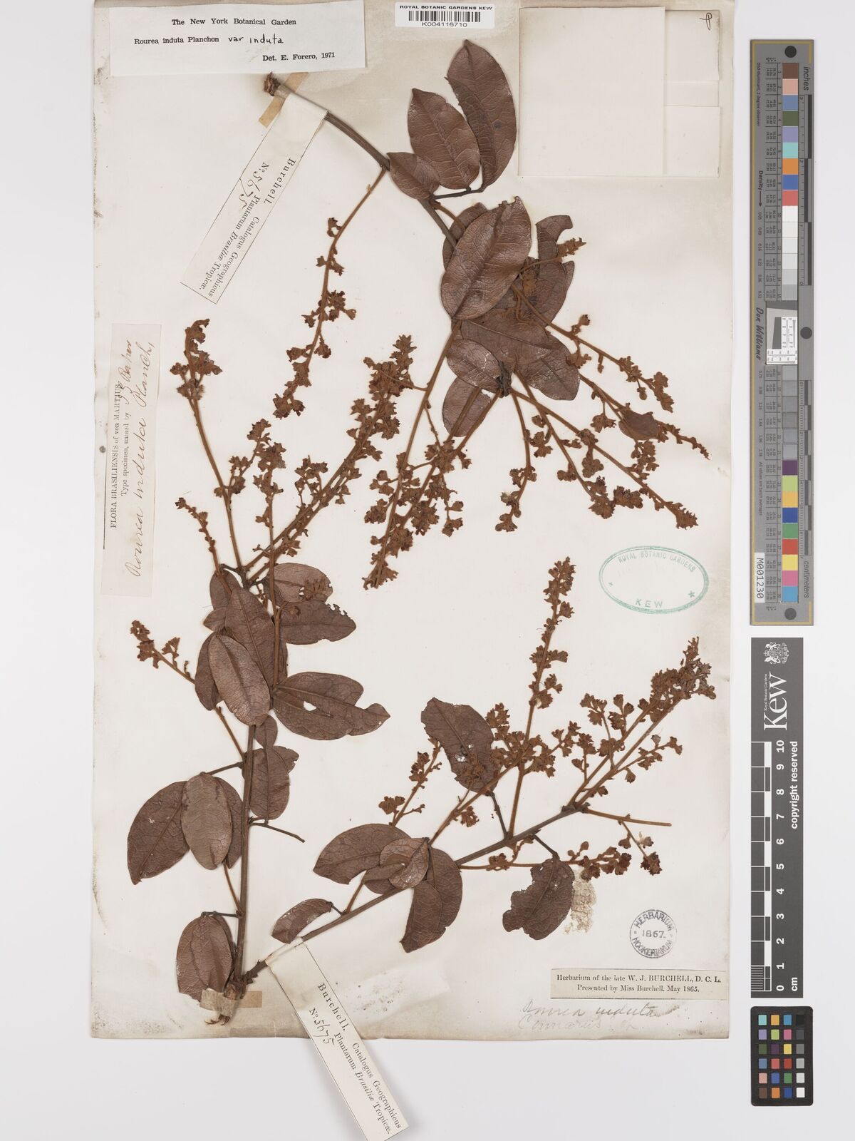 Rourea induta var. induta | Plants of the World Online | Kew Science