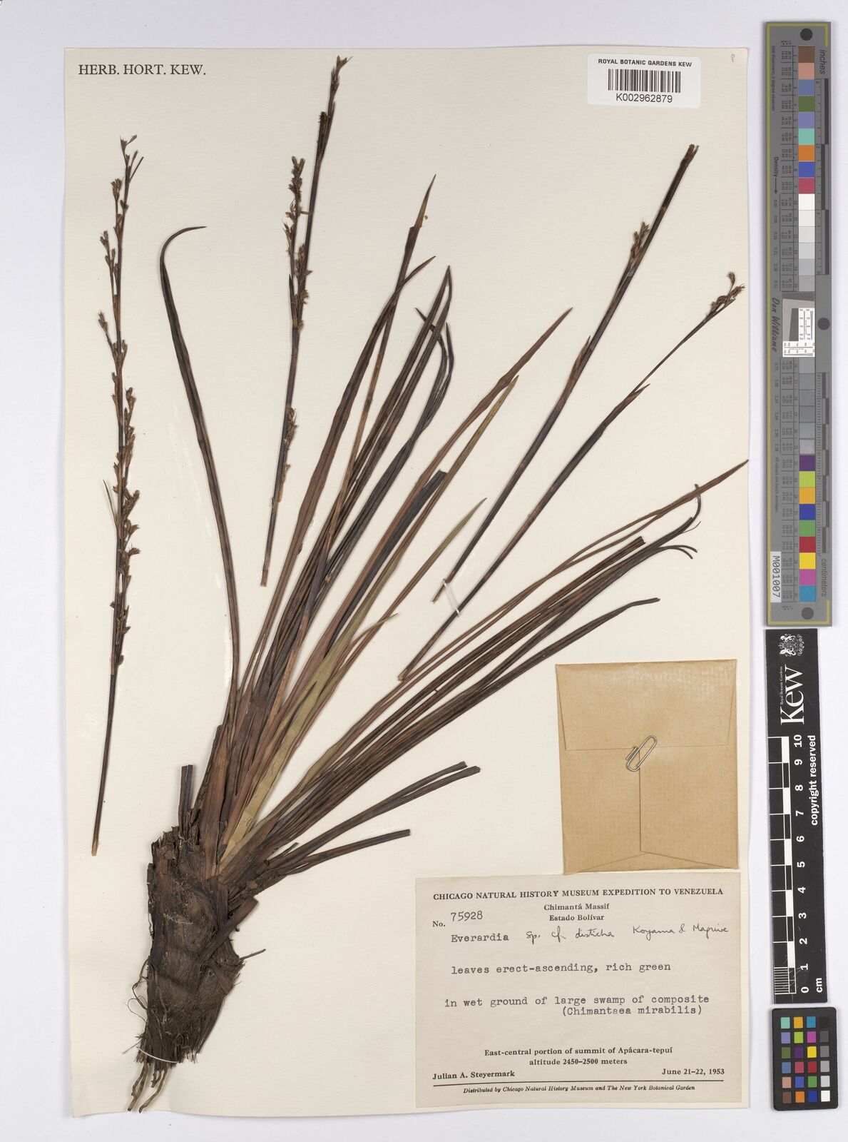 Cephalocarpus distichus (T.Koyama & Maguire) S.M.Costa | Plants of the ...