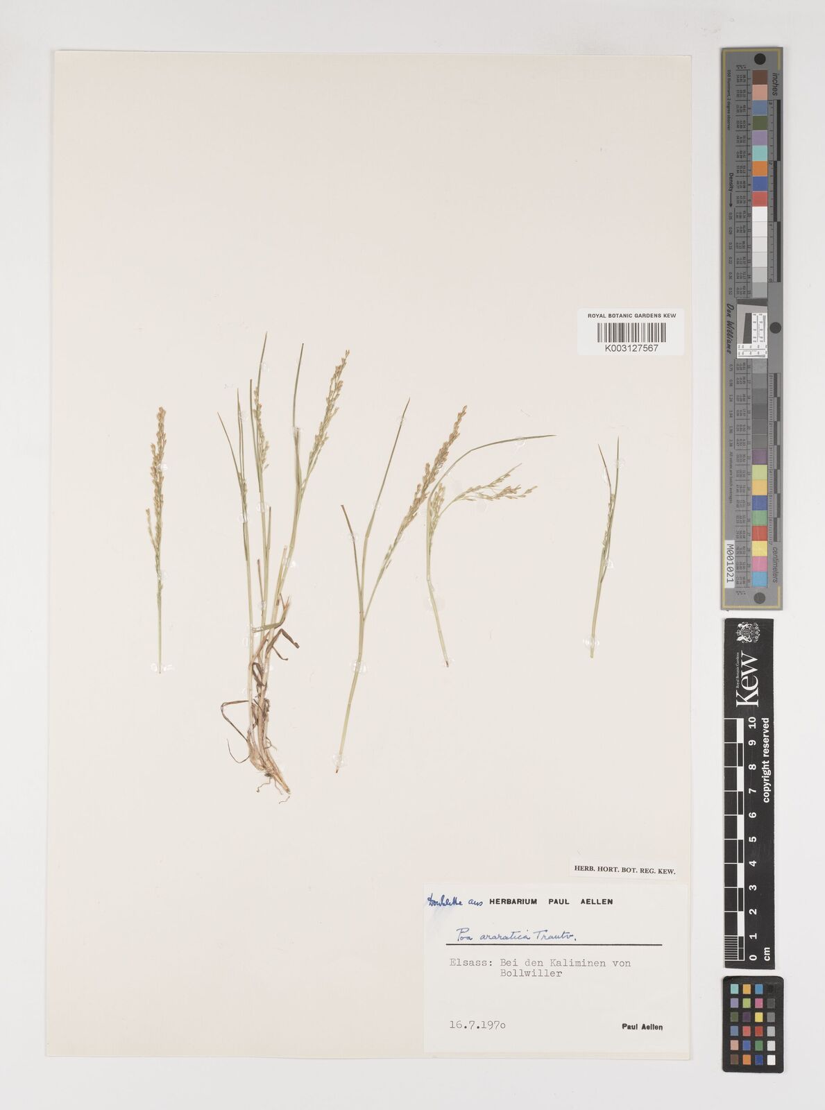 Poa araratica Trautv. | Plants of the World Online | Kew Science