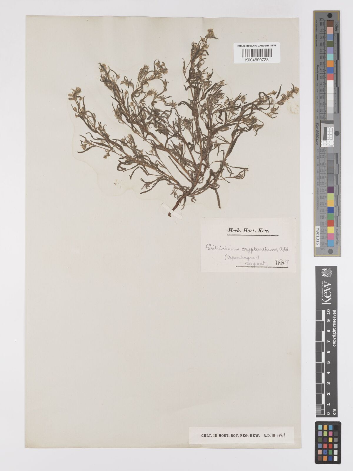 Cryptantha glomerata subsp. glomerata | Plants of the World Online ...