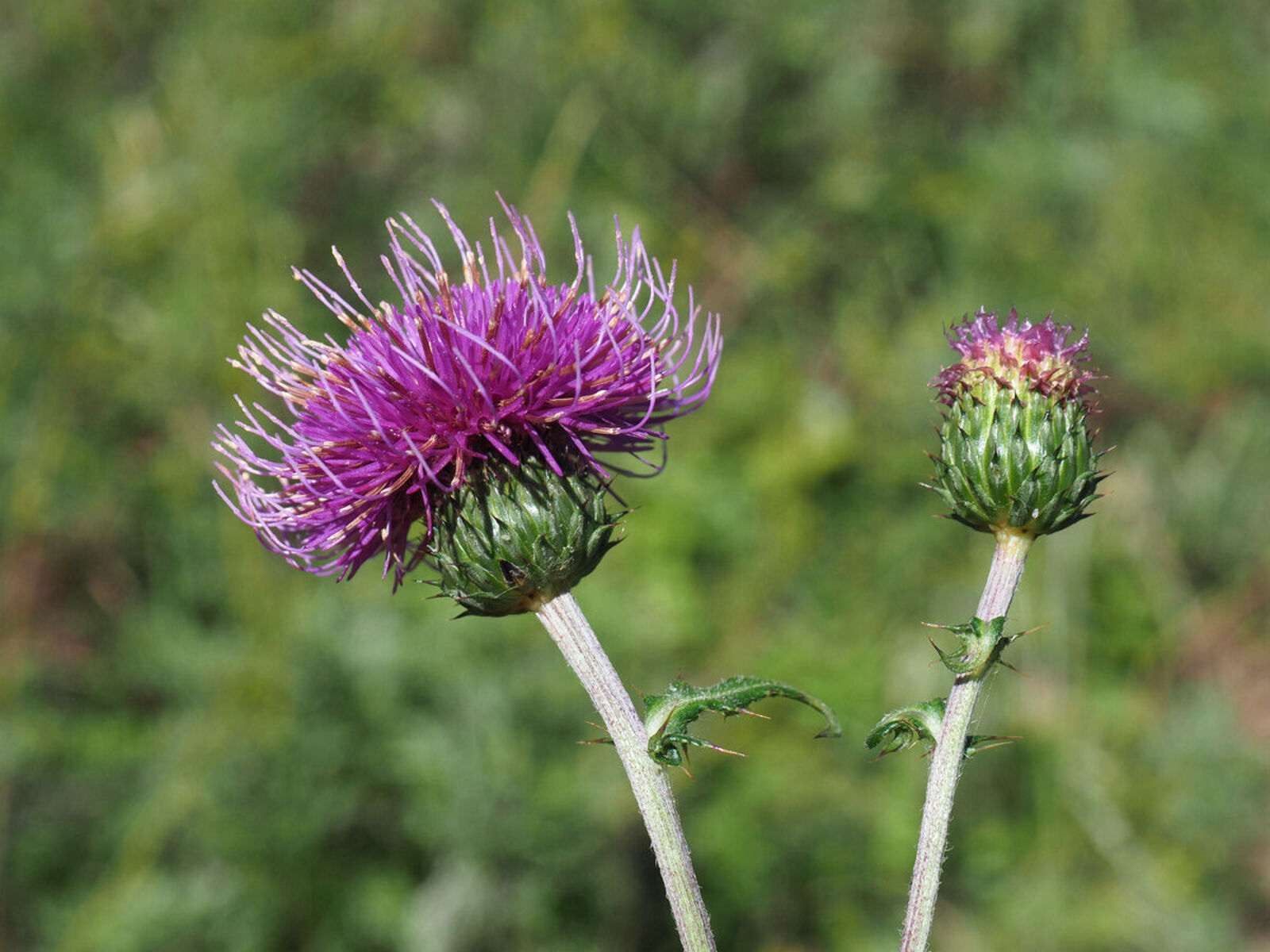 Cirsium shansiense Petr. | Plants of the World Online | Kew Science