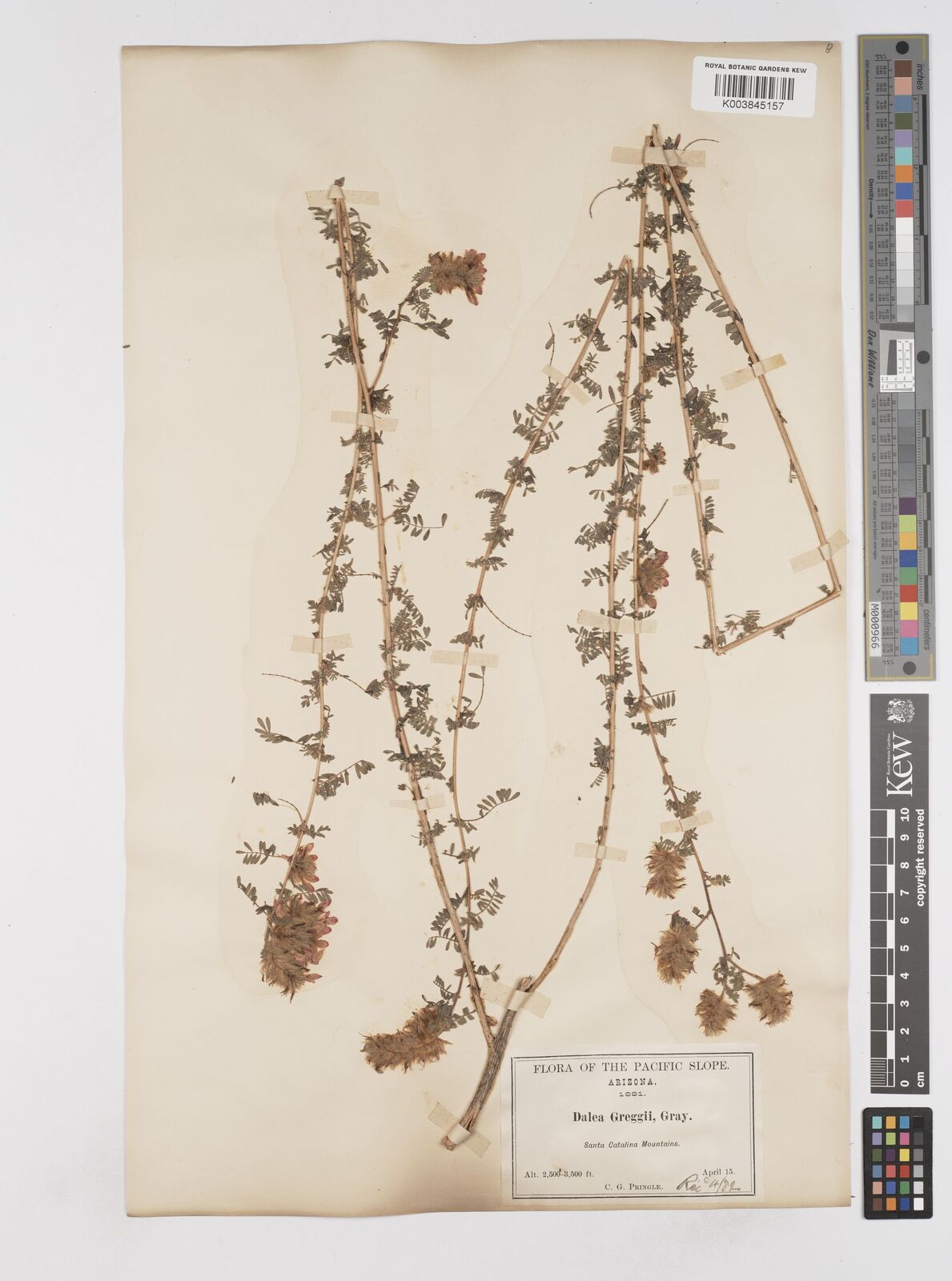 Dalea greggii A.Gray | Plants of the World Online | Kew Science