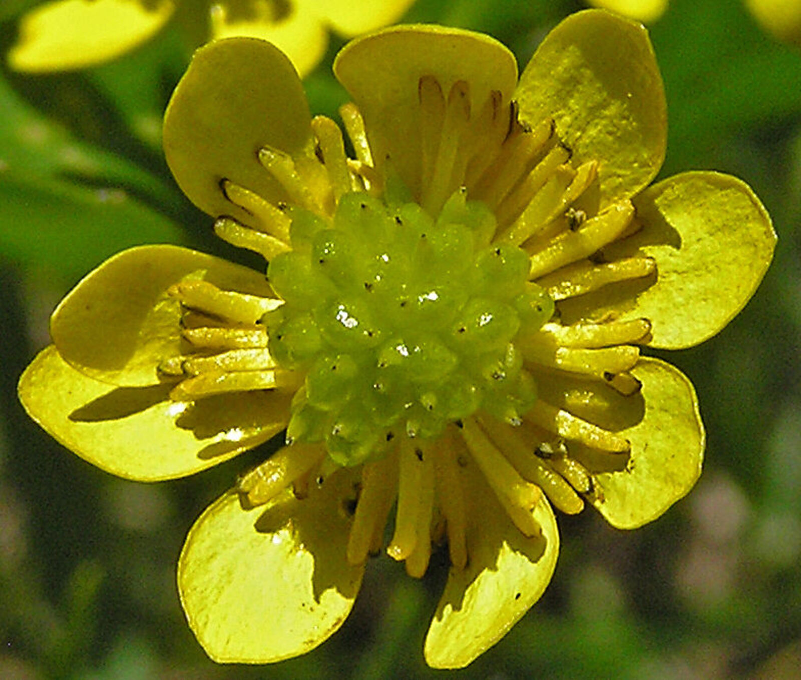 Ranunculus alismifolius Geyer ex Benth. | Plants of the World Online ...