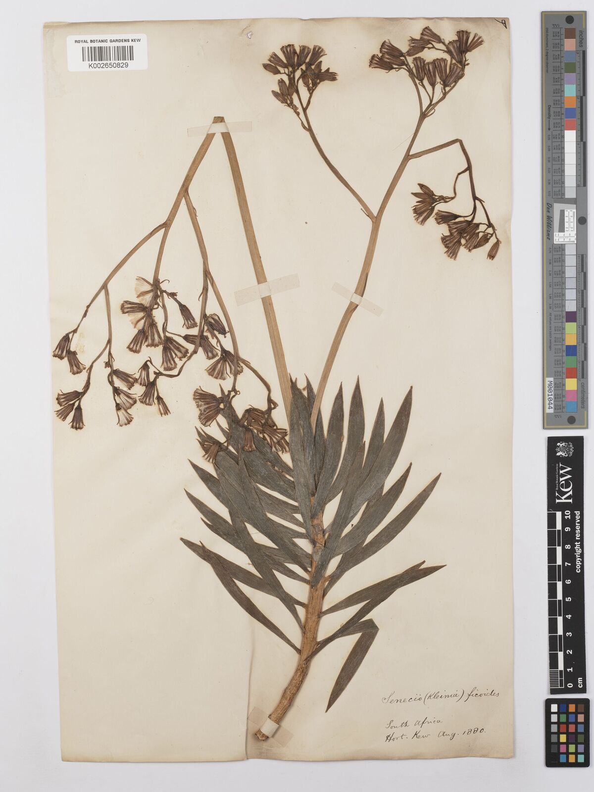 Curio ficoides (L.) P.V.Heath | Plants of the World Online | Kew Science