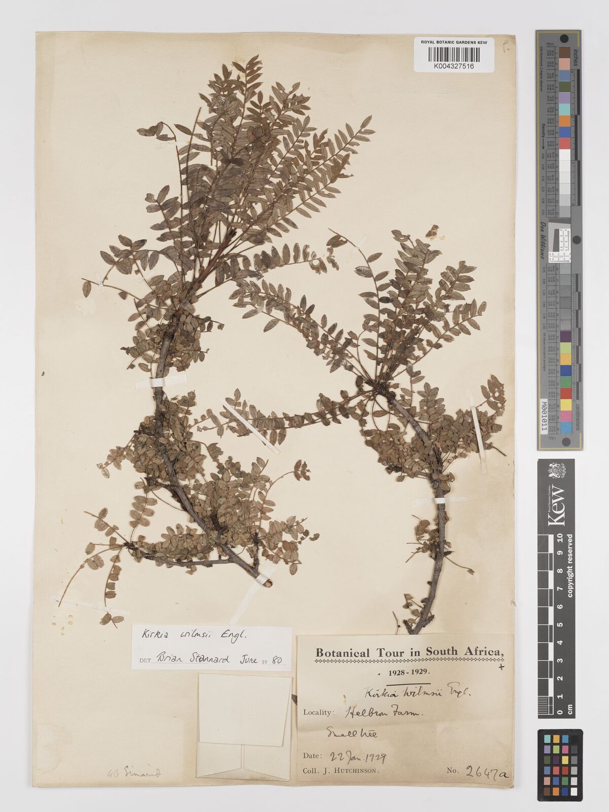 Kirkia Oliv. | Plants of the World Online | Kew Science