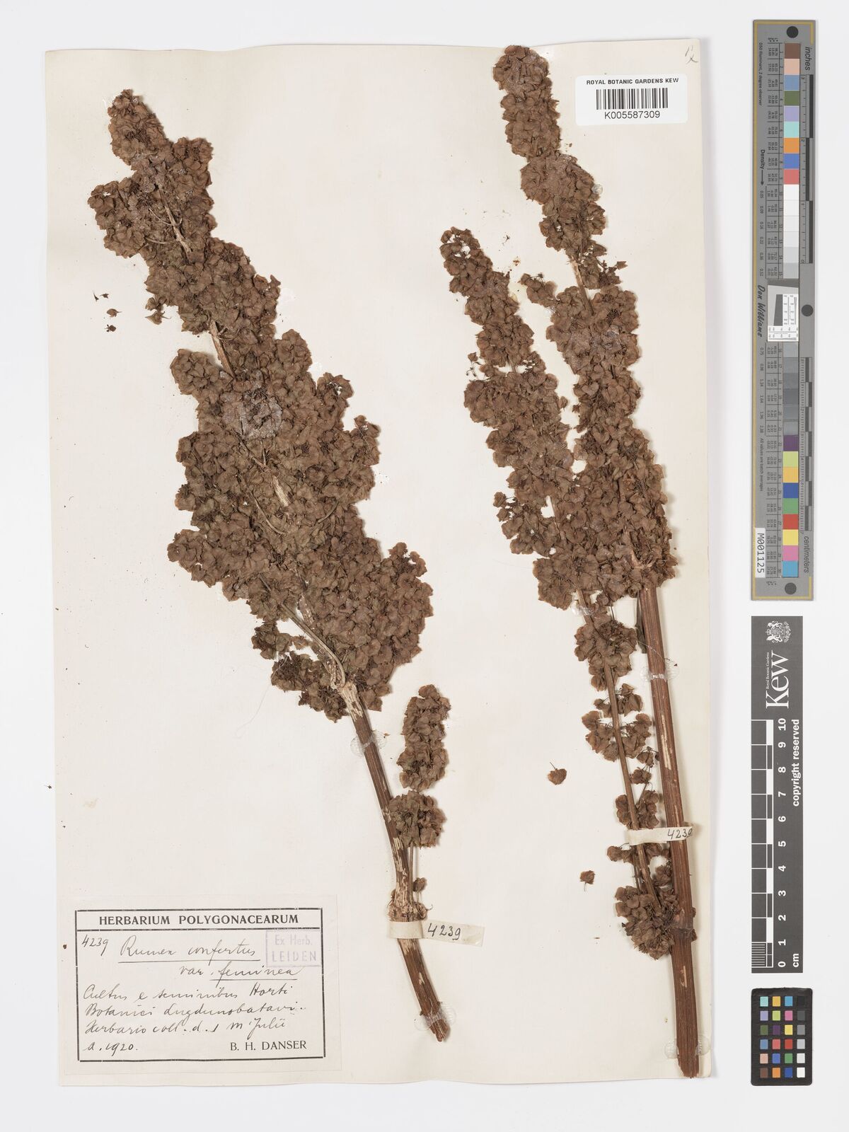 Rumex confertus Willd. | Plants of the World Online | Kew Science