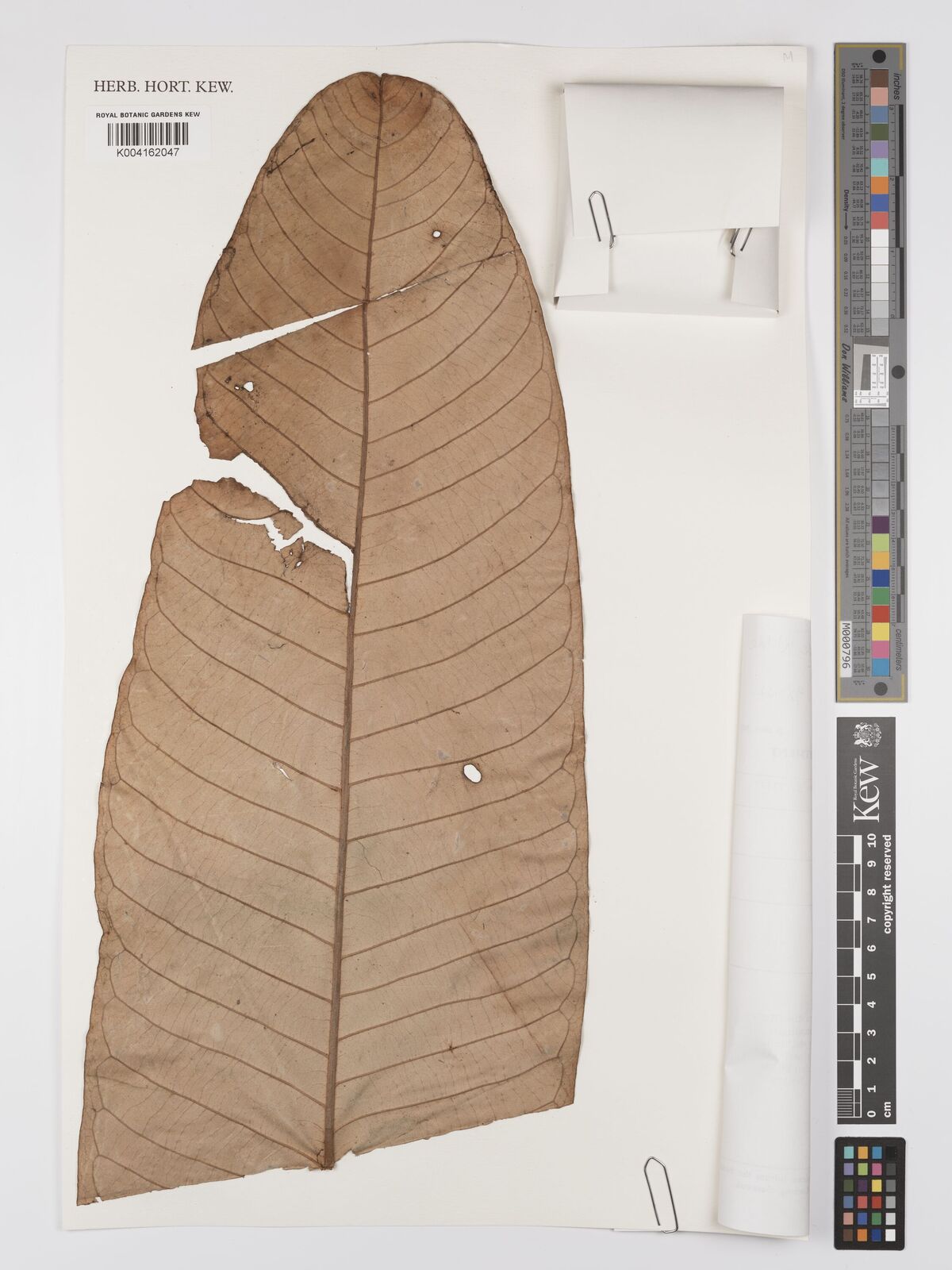 Knema pallens W.J.de Wilde | Plants of the World Online | Kew Science