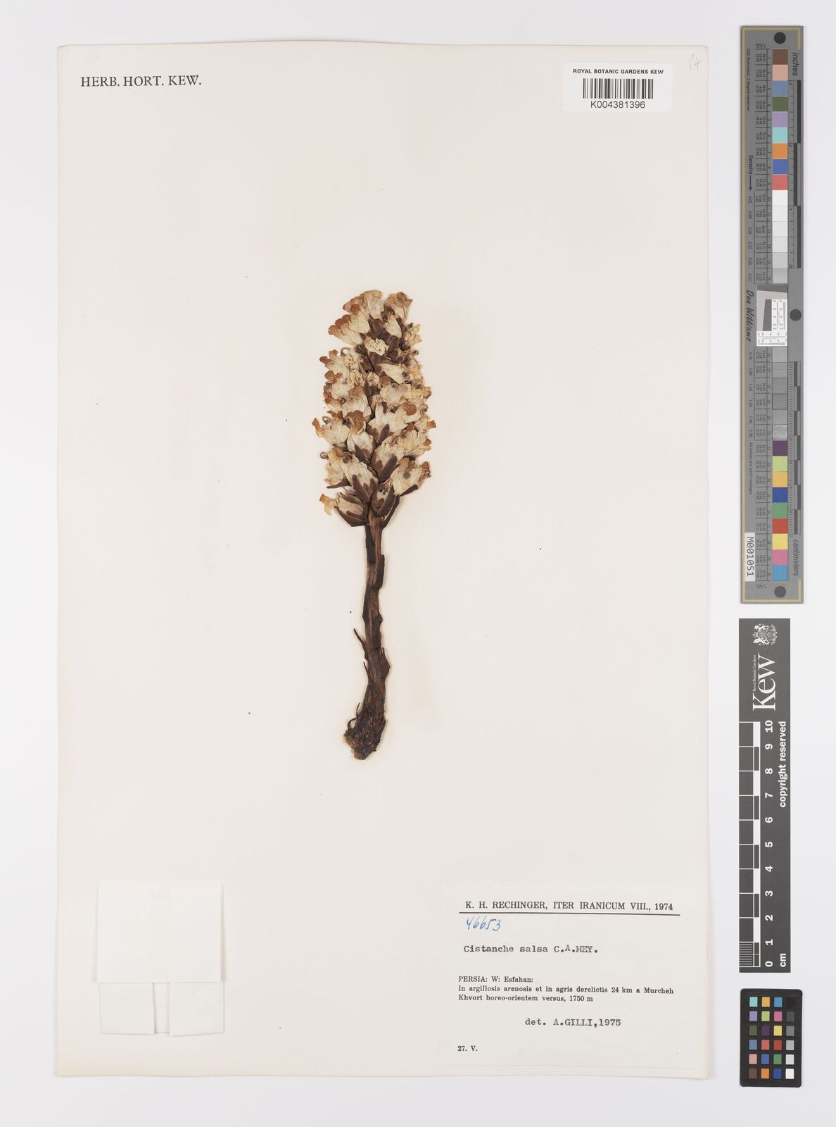 Cistanche_salsa_Grupo botánico cantábrico