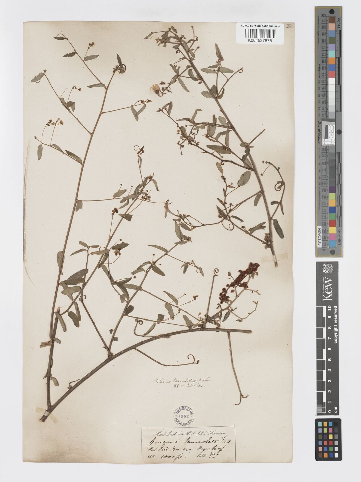 Helinus lanceolatus Brandis | Plants of the World Online | Kew Science
