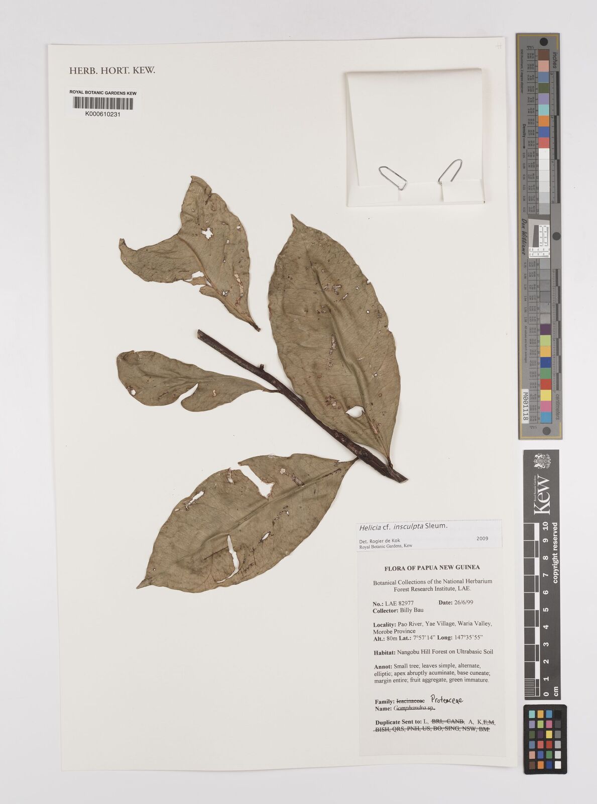 Helicia insculpta Sleumer | Plants of the World Online | Kew Science