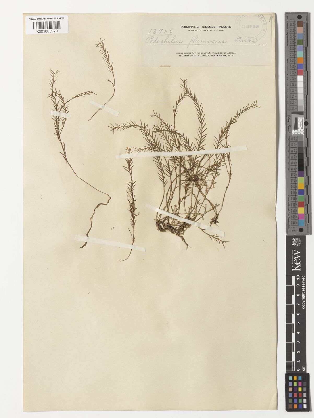 Podochilus plumosus Ames | Plants of the World Online | Kew Science