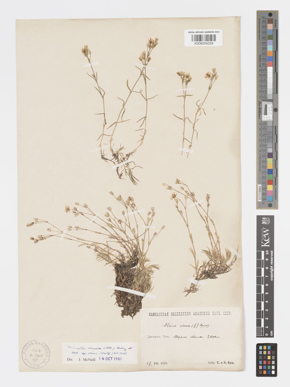 Minuartia hirsuta subsp. oreina Mattf. | Plants of the World Online ...