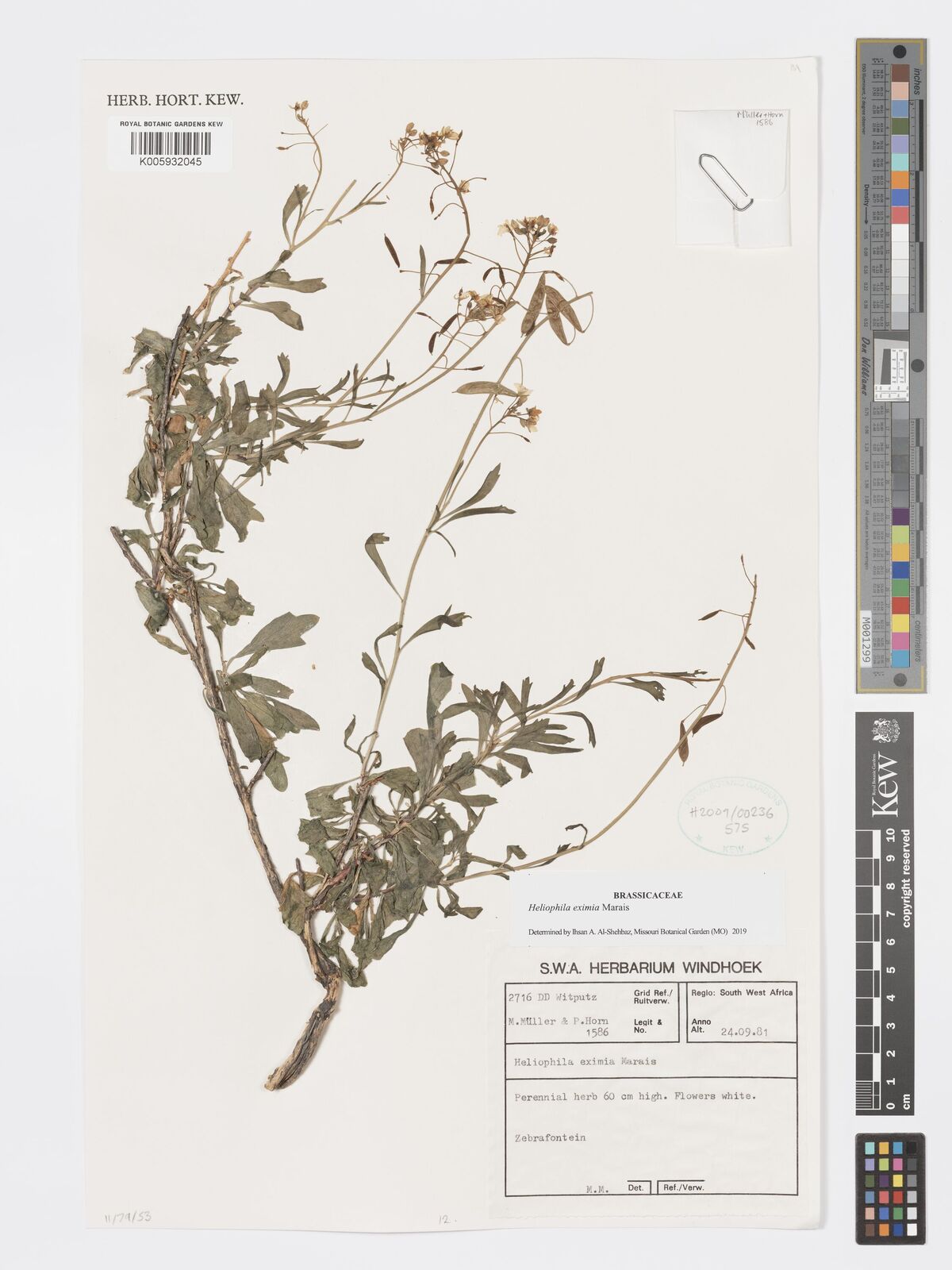 Heliophila eximia Marais | Plants of the World Online | Kew Science