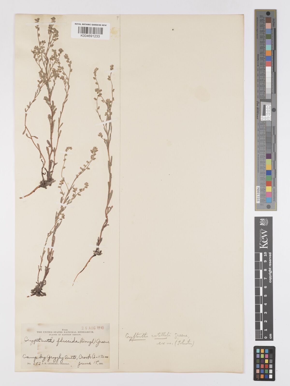 Cryptantha rostellata (Greene) Greene | Plants of the World Online ...