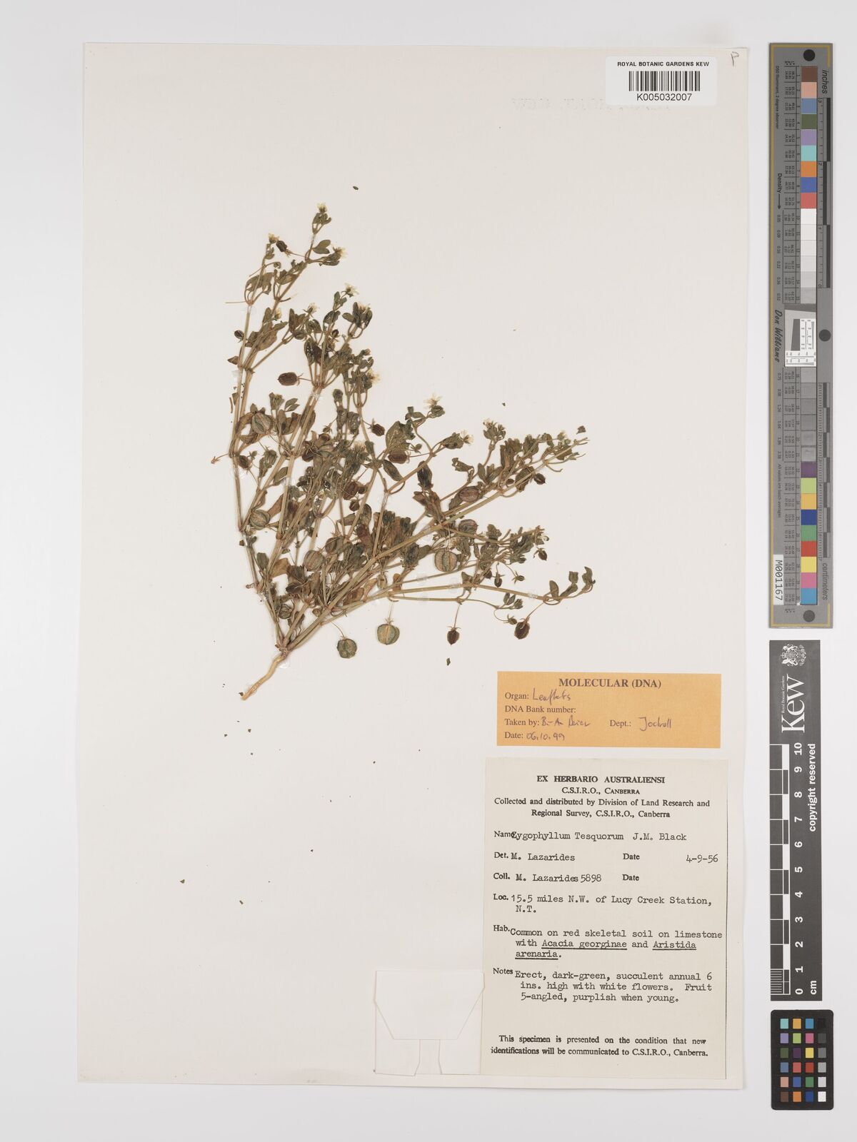 Roepera tesquorum (J.M.Black) Beier & Thulin | Plants of the World ...
