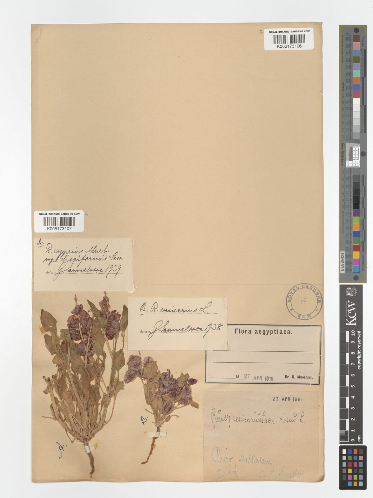Rumex cyprius subsp. cyprius | Plants of the World Online | Kew Science