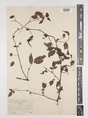 Rubus sumatranus Miq. | Plants of the World Online | Kew Science