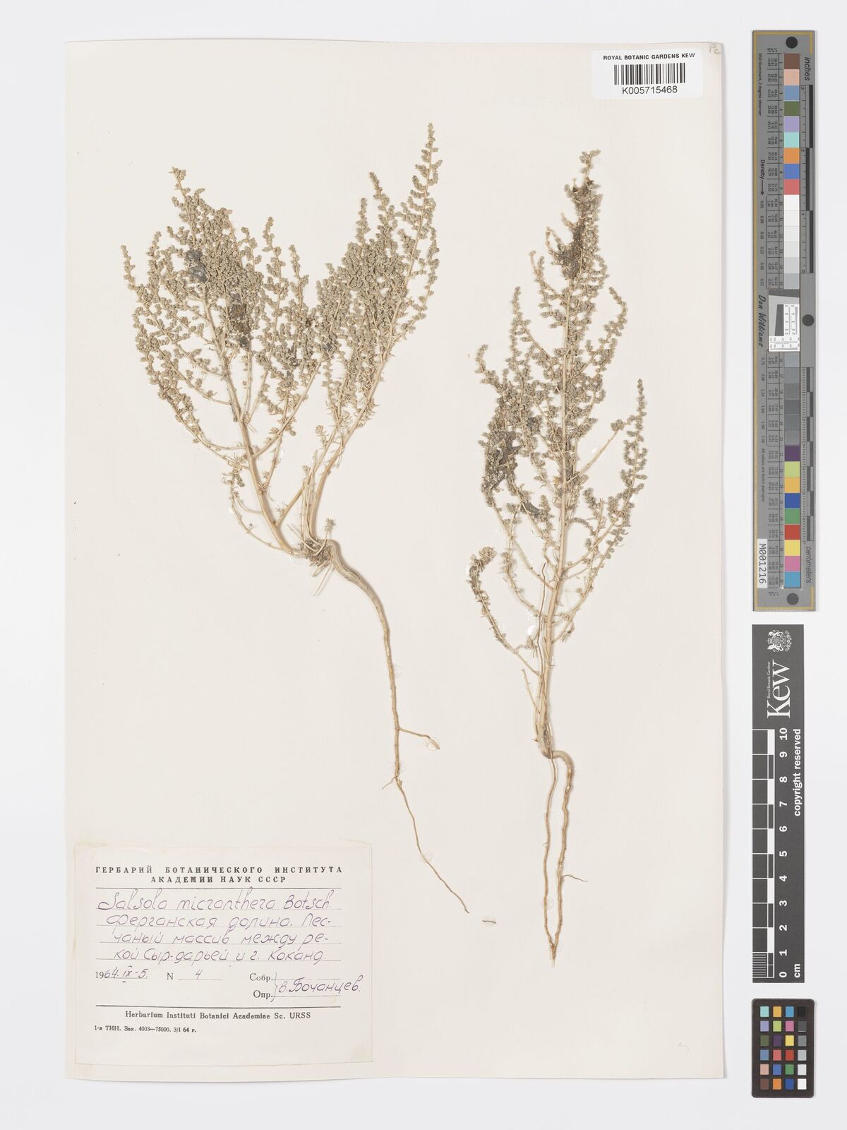 Caroxylon micrantherum (Botsch.) Sukhor. | Plants of the World Online ...