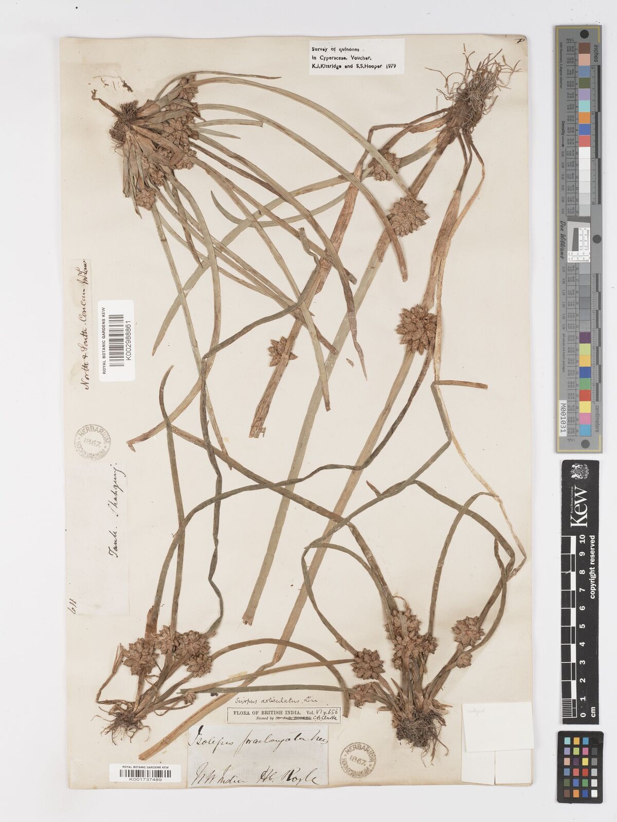 Schoenoplectiella praelongata (Poir.) Lye | Plants of the World Online ...