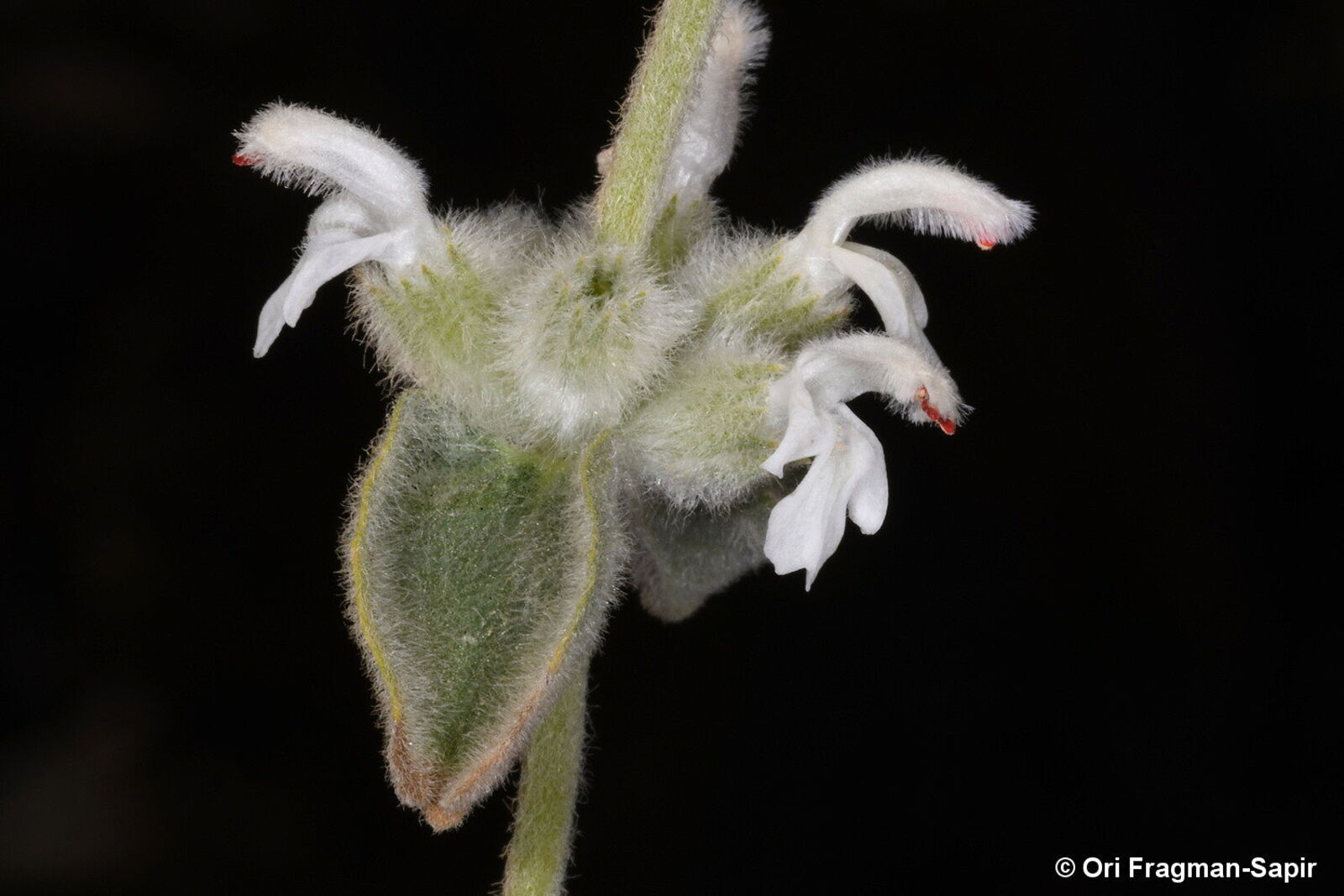 Leucas inflata Benth. | Plants of the World Online | Kew Science