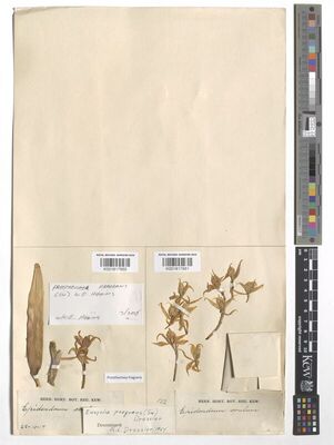 Prosthechea fragrans (Sw.) W.E.Higgins | Plants of the World Online ...